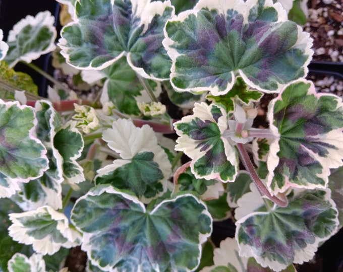 Gorgeous, Variegated Pelargonium (geranium) 'frank Headly' - Etsy
