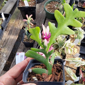 Cryptocereus Anthonyanus (ric Rac or Zigzag Cactus)- Fragrant, Night ...