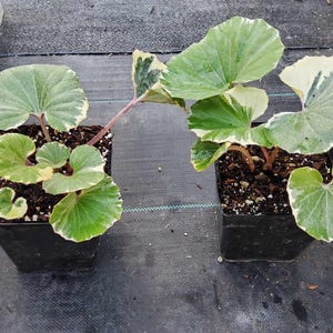 Variegated Farfugium (ligularia) 'argentea' - Etsy
