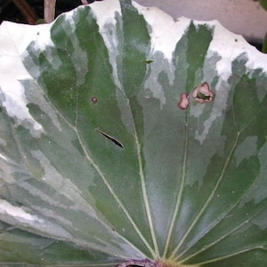 Variegated Farfugium (ligularia) 'argentea' - Etsy