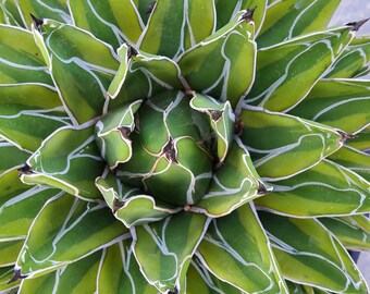 SteveSuperGardens - Etsy