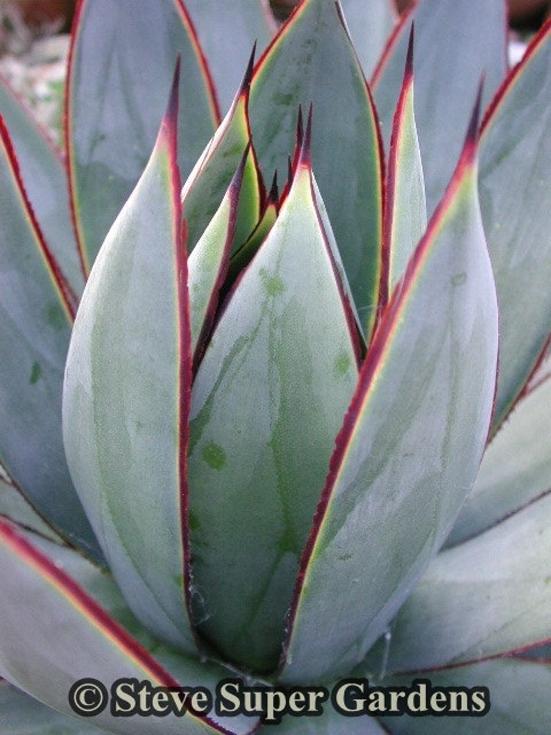 Agave 'blue Glow' Gorgeous Color and Form - Etsy