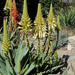 Aloe Arborescens V. Lutea yellow Torch Aloe - Etsy