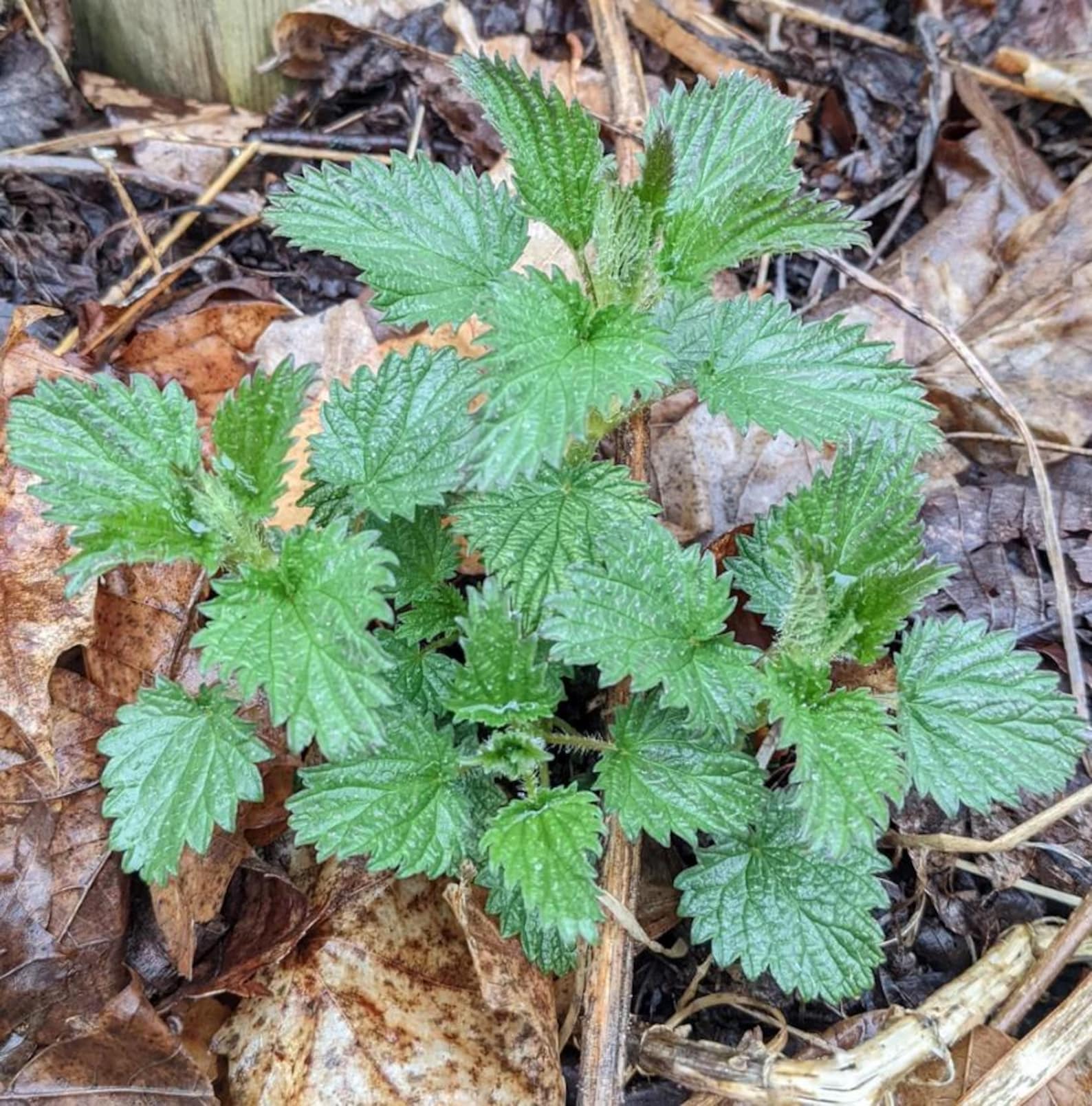 Set of 3 Stinging Nettle Bare Roots (urtica Dioica) – Live Herb Plant ...