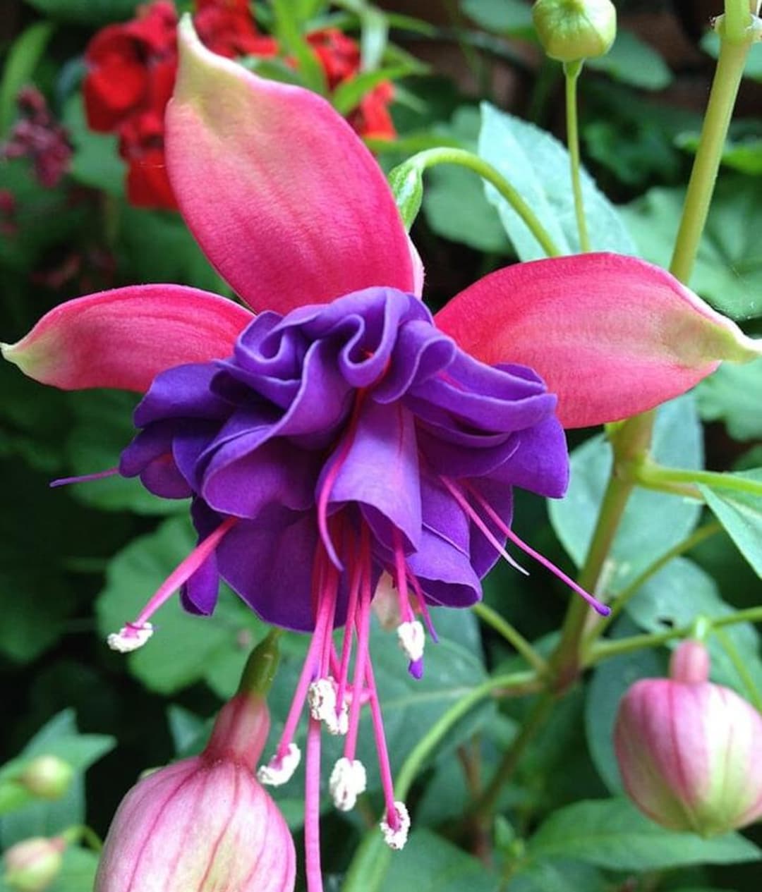 1 Fuchsia Blue Eyes Live Plant – Well-rooted Plug – 2–5” Tall Seedling ...