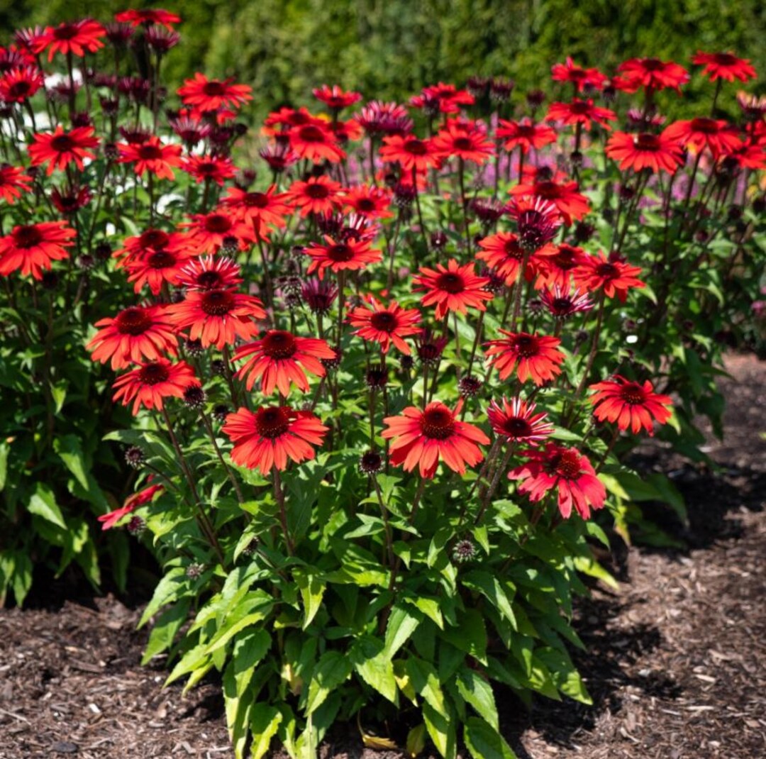 1 Echinacea ‘panama Red’ Live Plant – Well-rooted Plug – 3–6” Tall ...