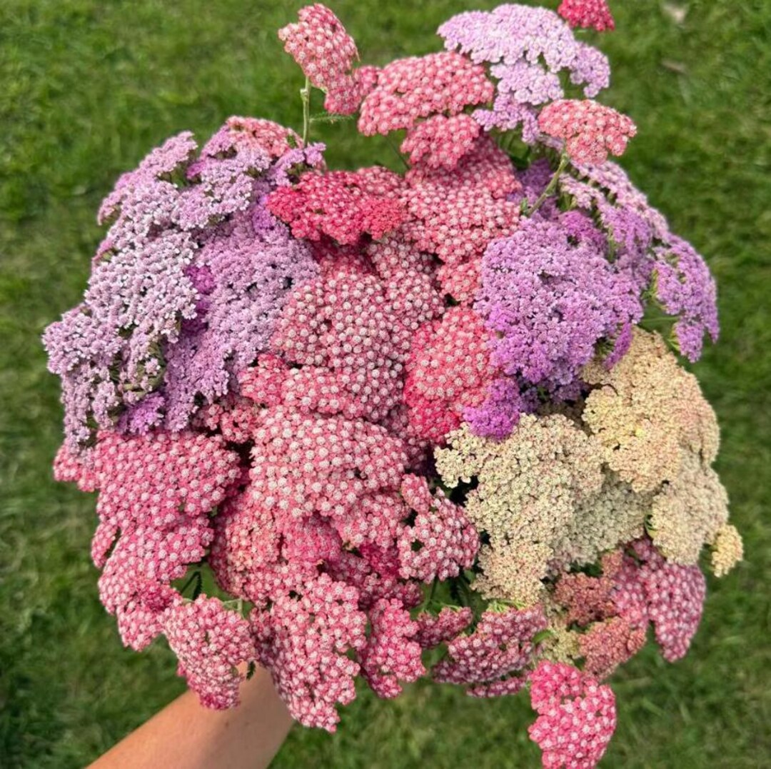 1 Live Achillea / Yarrow Flowerburst Fruit Bowl Plant - 2–4” Tall in ...