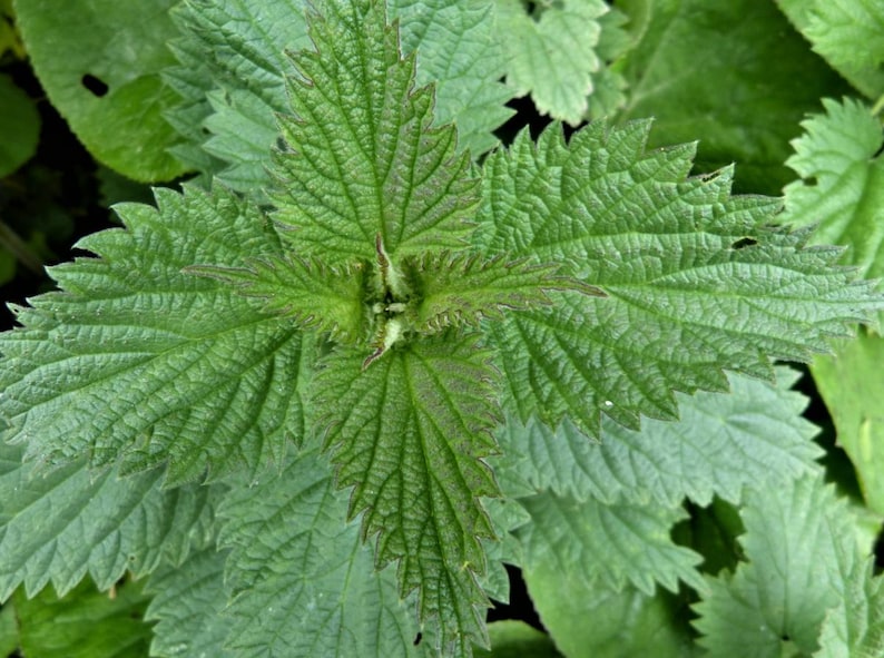 Set of 3 Stinging Nettle Bare Roots (urtica Dioica) – Live Herb Plant ...
