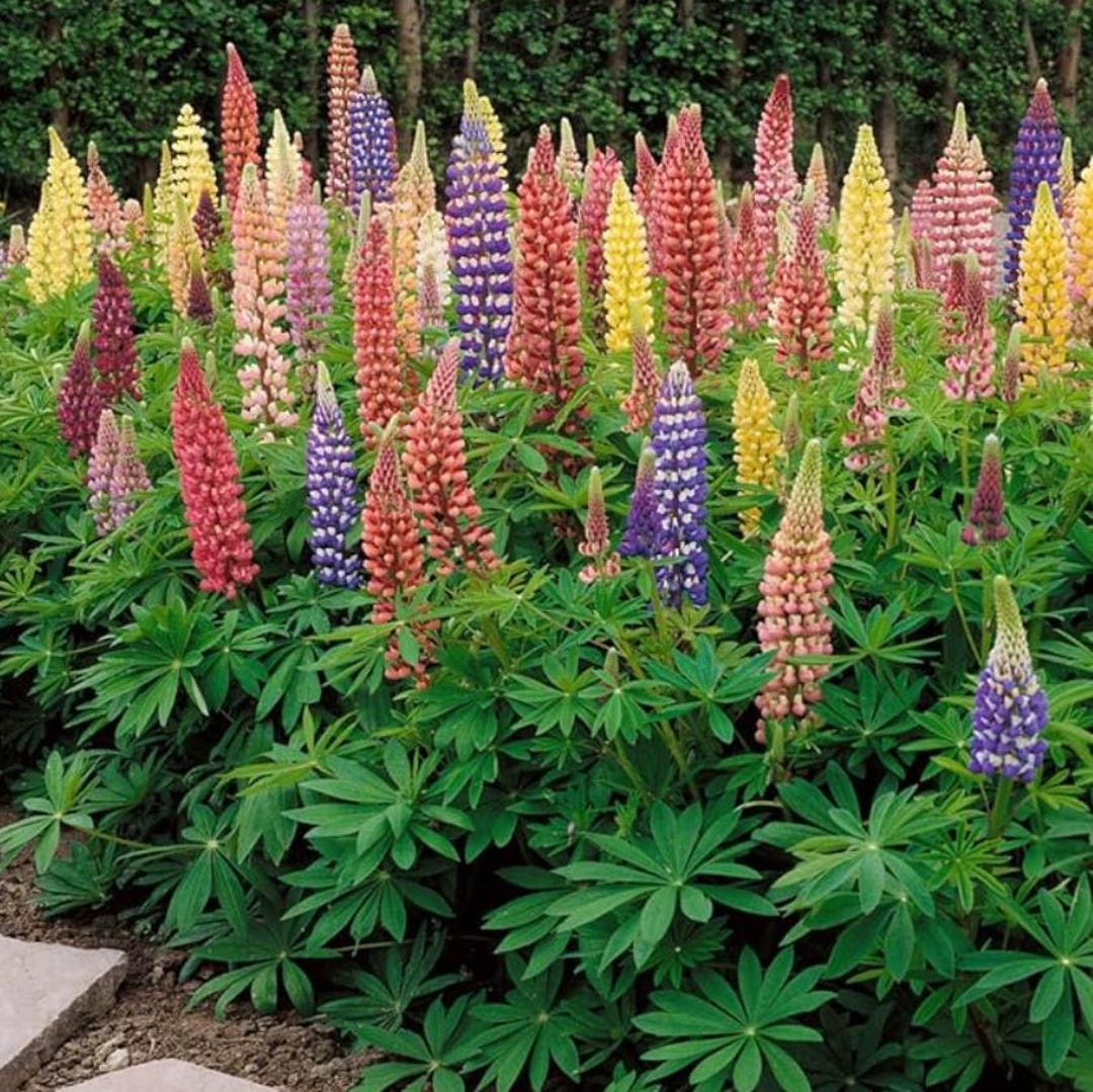 1 Live Lupine Russell Mix Plant - 3.5-inch Pot - Classic Perennial With ...