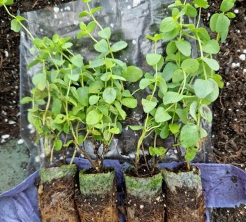 1 Euphorbia ‘ascot Rainbow’ Live Plant – Well-rooted Plug – 2–4” Tall ...