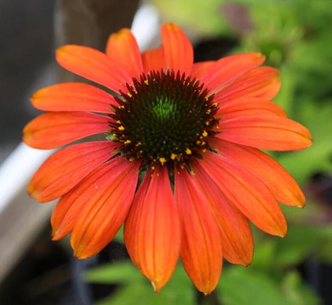 2 Echinacea Cheyenne Spirit Live Plants – 4” Pots – Vibrant Coneflowers ...