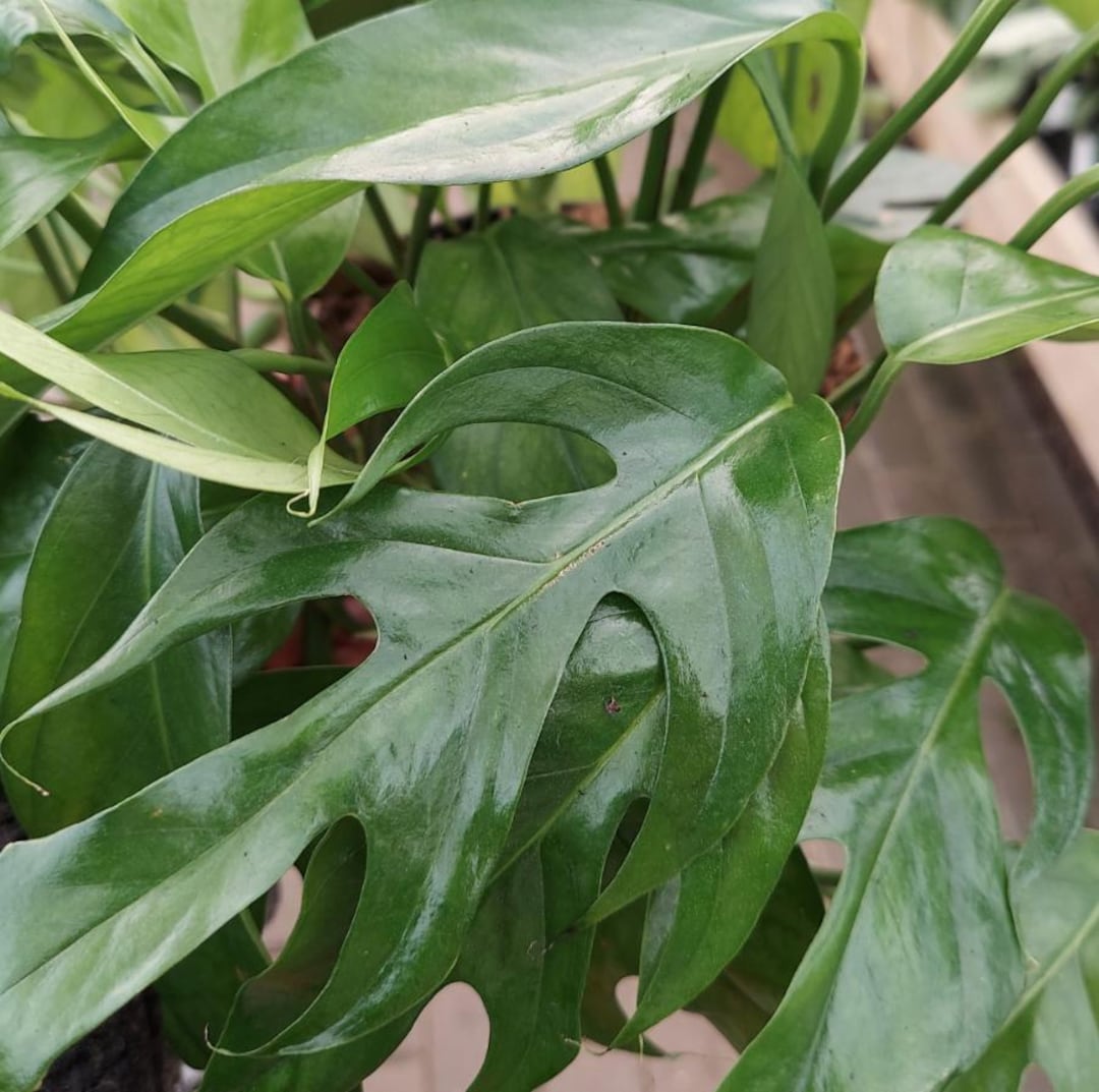 1 Live Pothos Baltic Blue Plant - 2–4” Tall in Plug - Unique Trailing ...