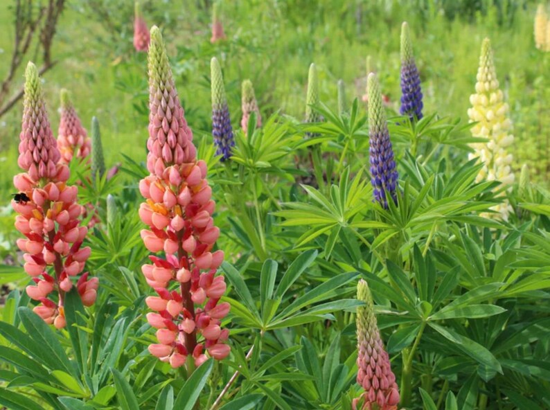 1 Live Lupine Russell Mix Plant - 3.5-inch Pot - Classic Perennial With ...