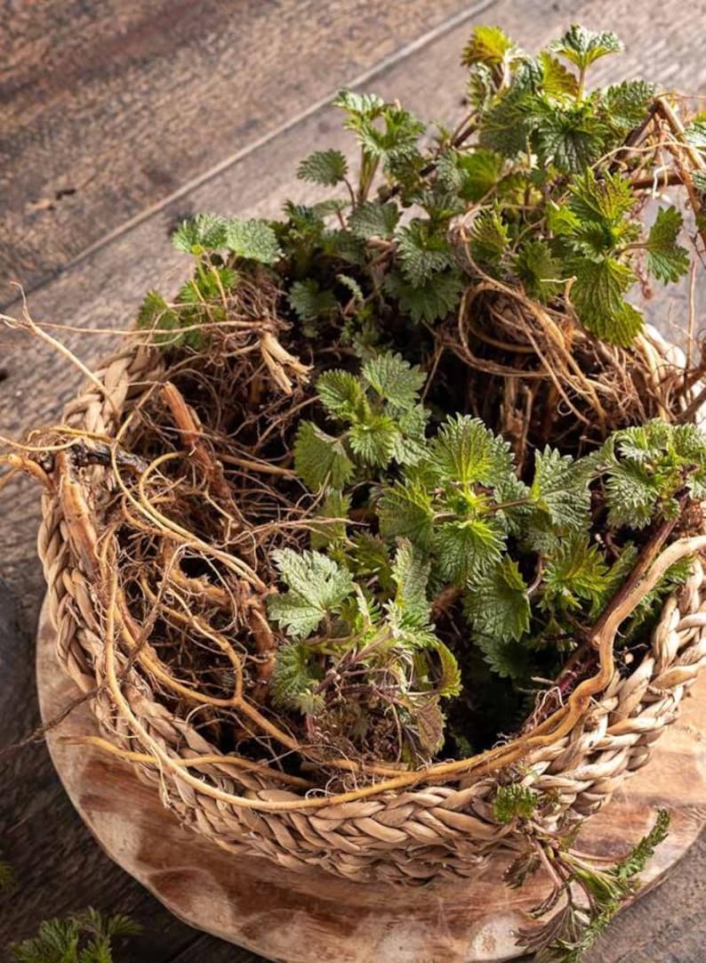 Set of 3 Stinging Nettle Bare Roots (urtica Dioica) – Live Herb Plant ...