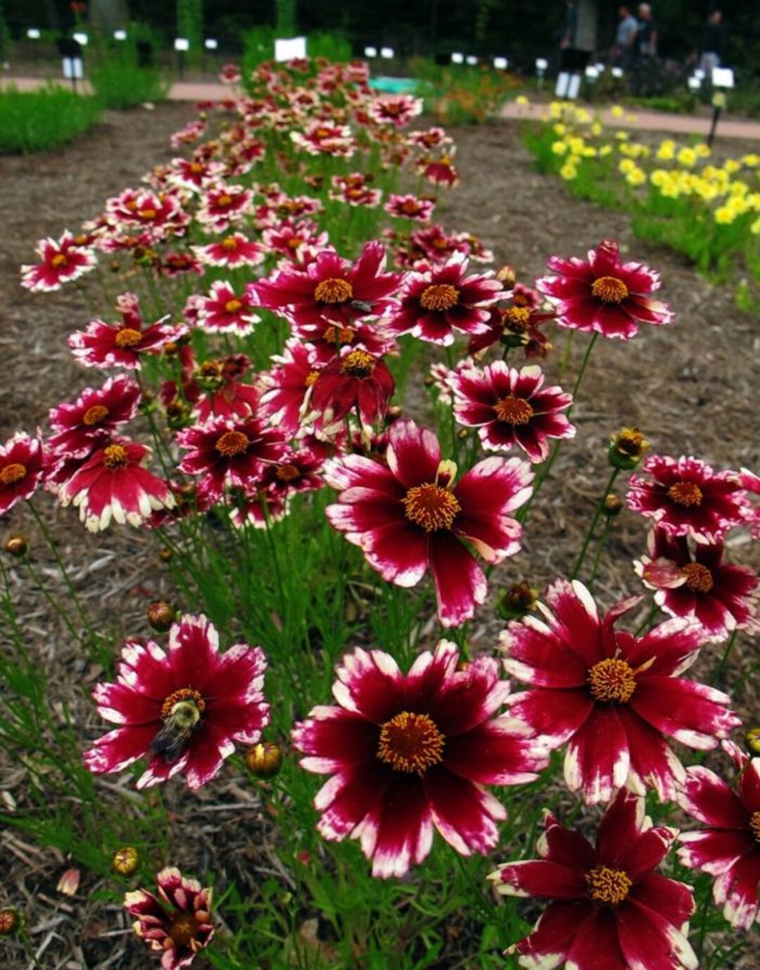 1 Live Coreopsis Ruby Frost Plant - 2–4” Tall in Plug - Colorful Blooms ...