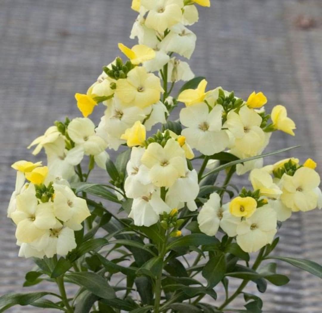 1 Live Wallflower Erysimum ‘wallflower Primrose’ Plant – 4" Pot – Hardy ...