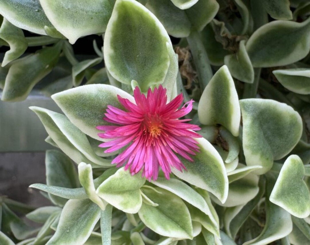 1 Variegated Mezoo ‘trailing Red’ Plug – Baby Sun Rose Live Plant ...