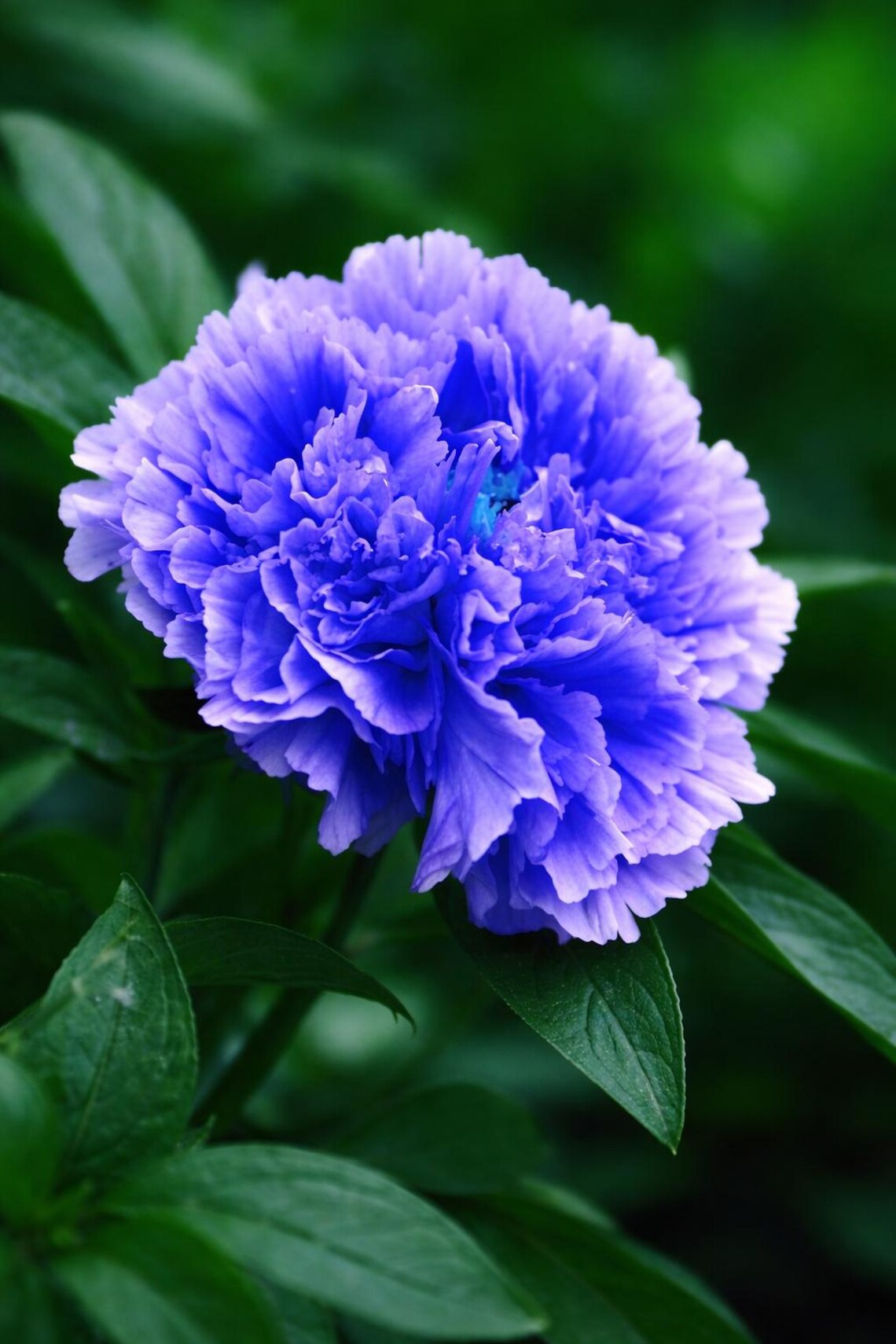 20 Light Blue Peony Seeds - Rare Exotic Peonies Flowering Plant, Garden ...