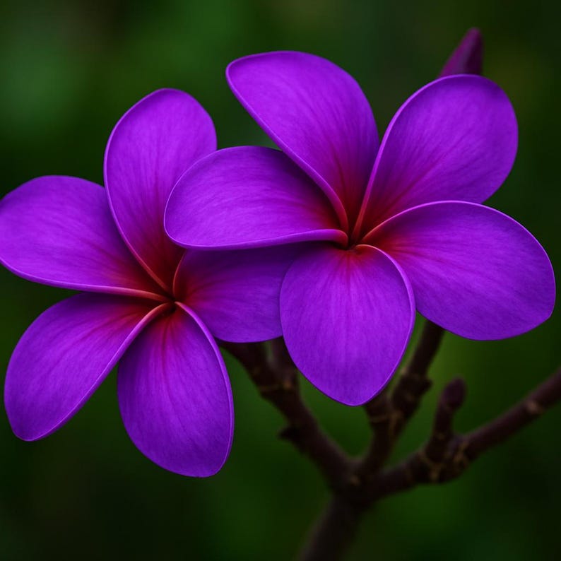 5 Purple Plumeria Seeds, Tropical Frangipani Flower - Etsy