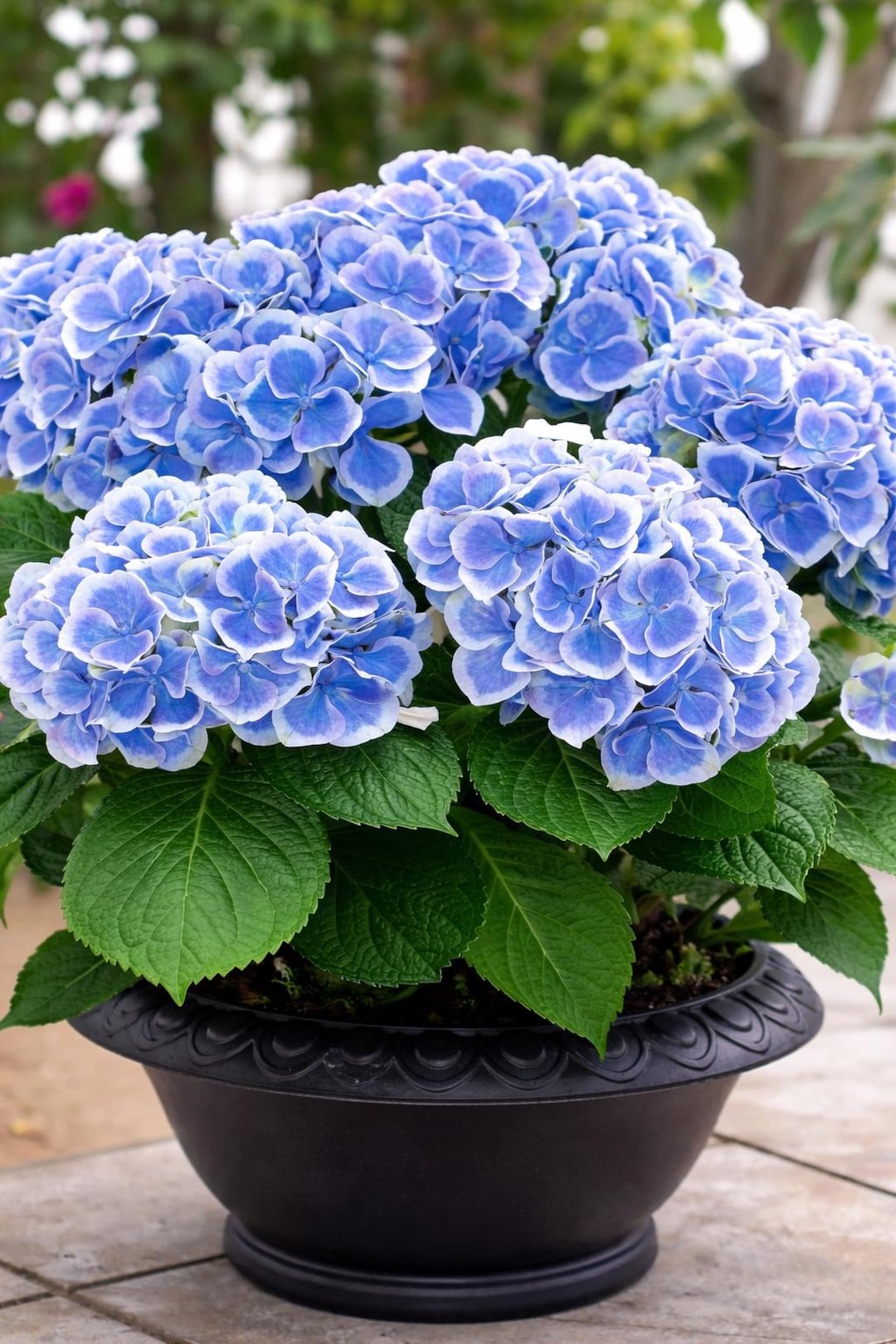 20 Navy Blue White Hydrangea Seeds - Rare Exotic Hydrangea Flower Bush ...