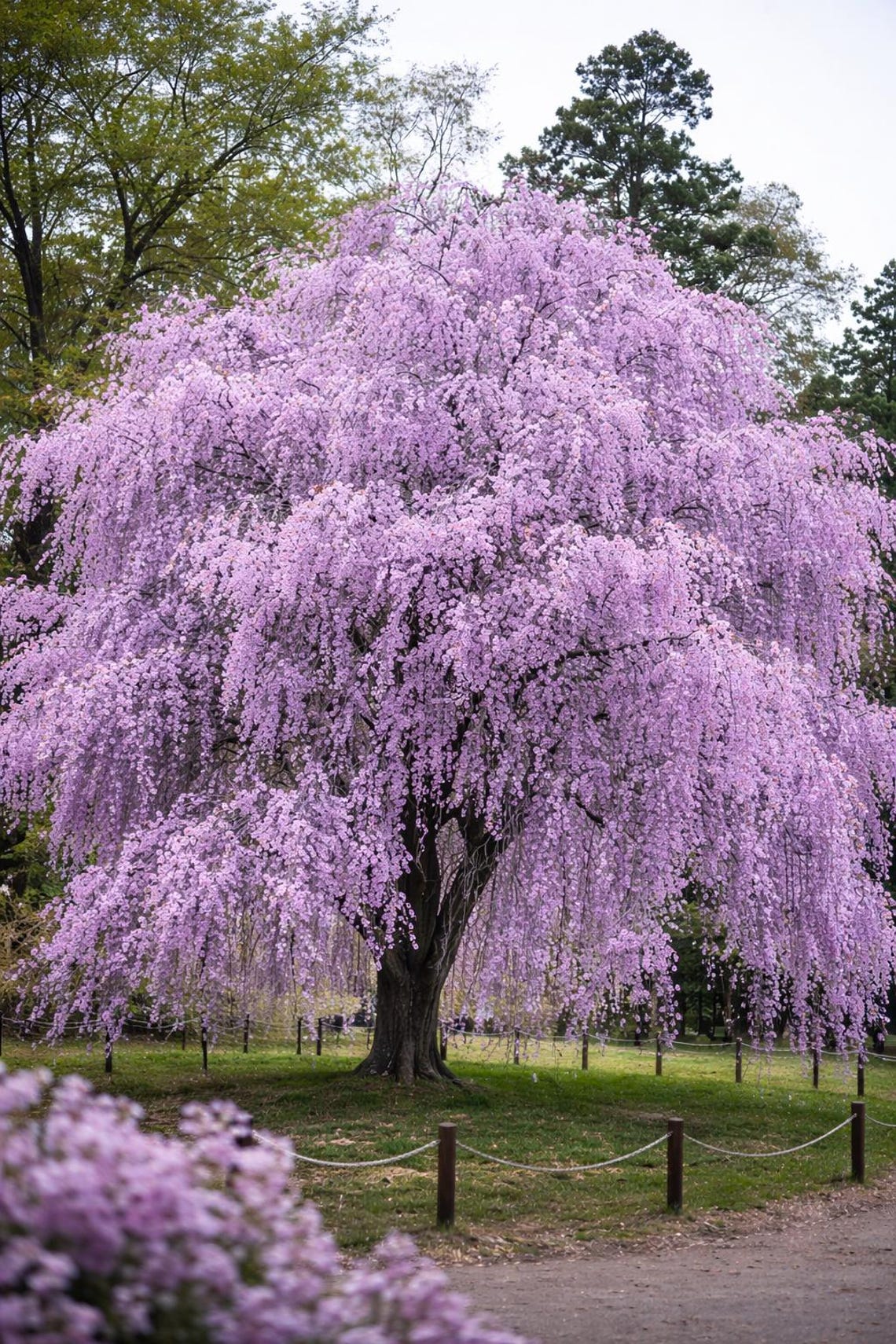 20 Weeping Sakura Cherry Seeds – Violet Purple Blooms, Rare Exotic ...