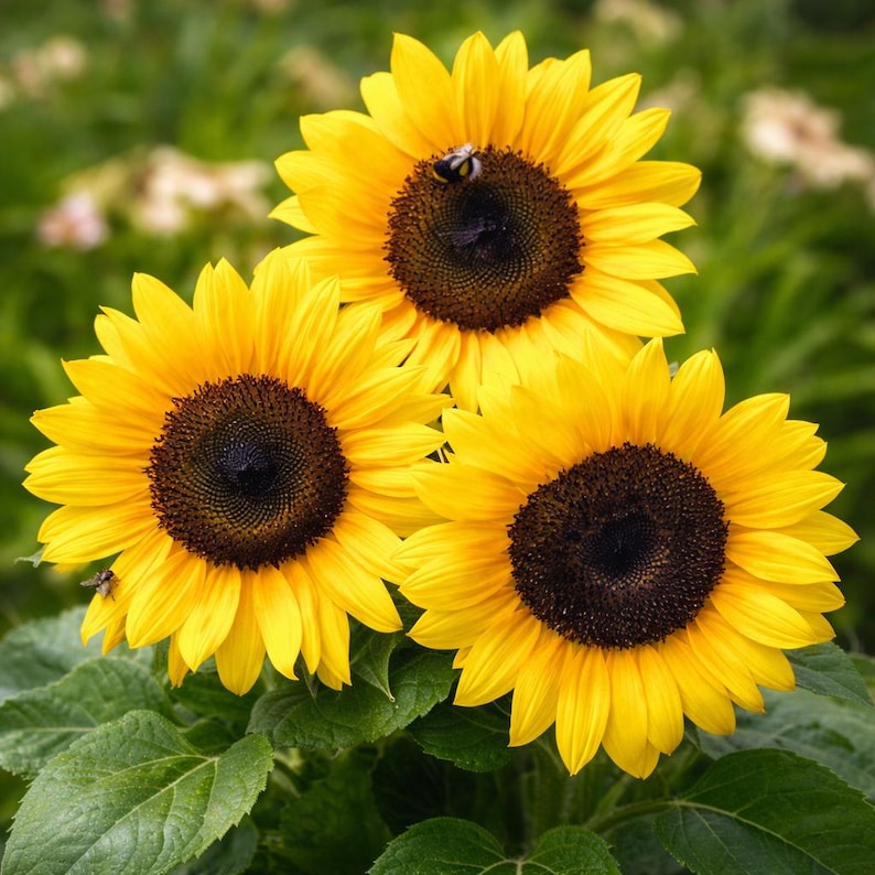 25 Bert Sunflower Seeds - Garden & Cut Flower Sunflower Plant - Etsy