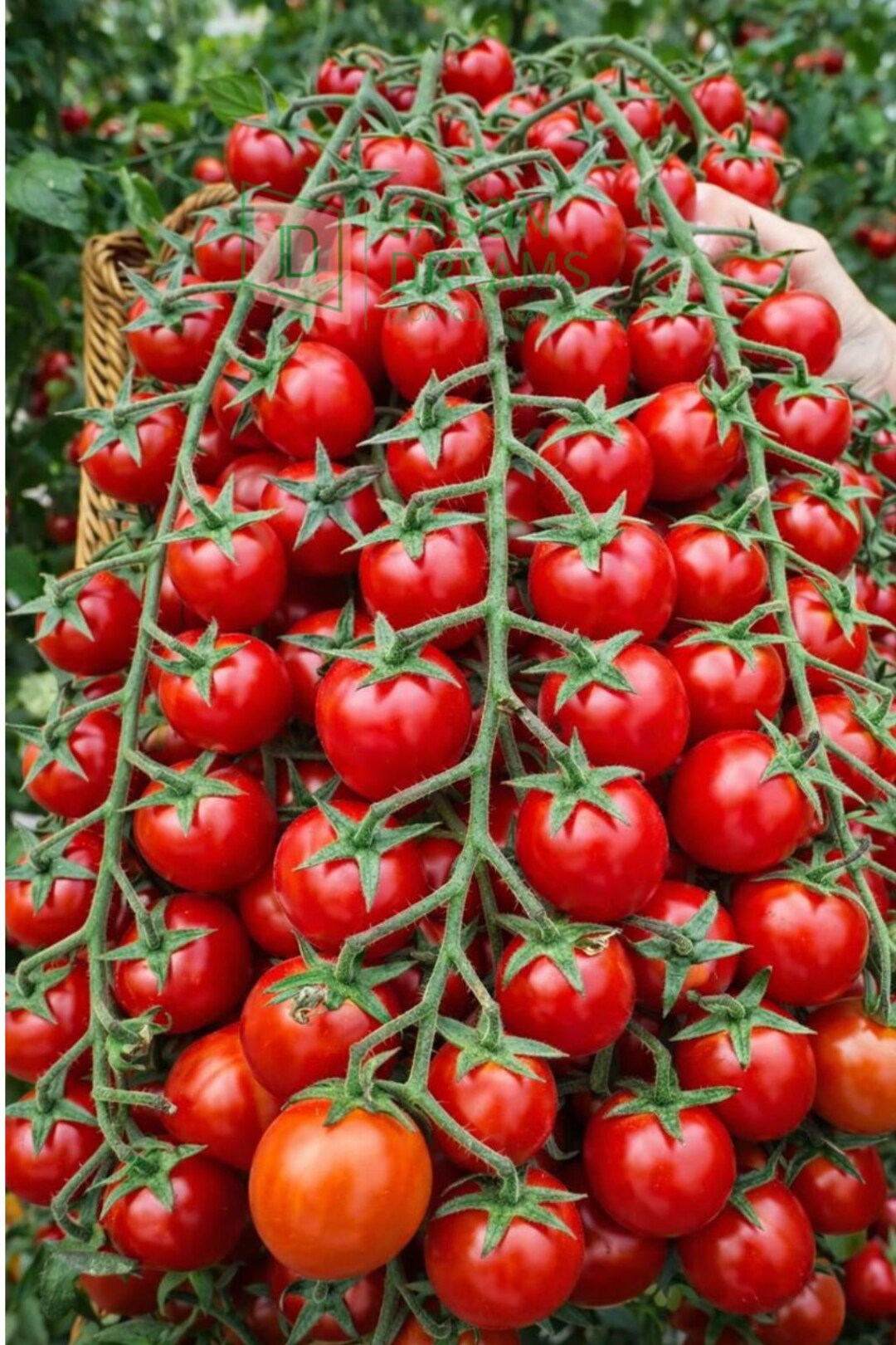 Waterfall Tomato Seeds 120+ – Cascading Cherry Tomatoes for Hanging ...