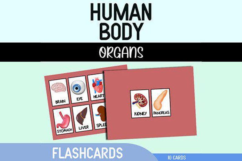 Human Body Organs Flashcards for Kids Anatomy Learning | Educational ...