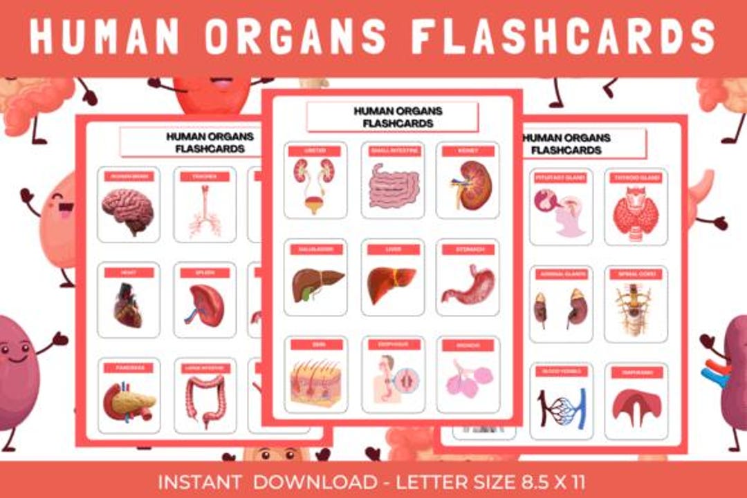 Montessori Human Organs Flashcards, Anatomy Learning Printables (PDF ...