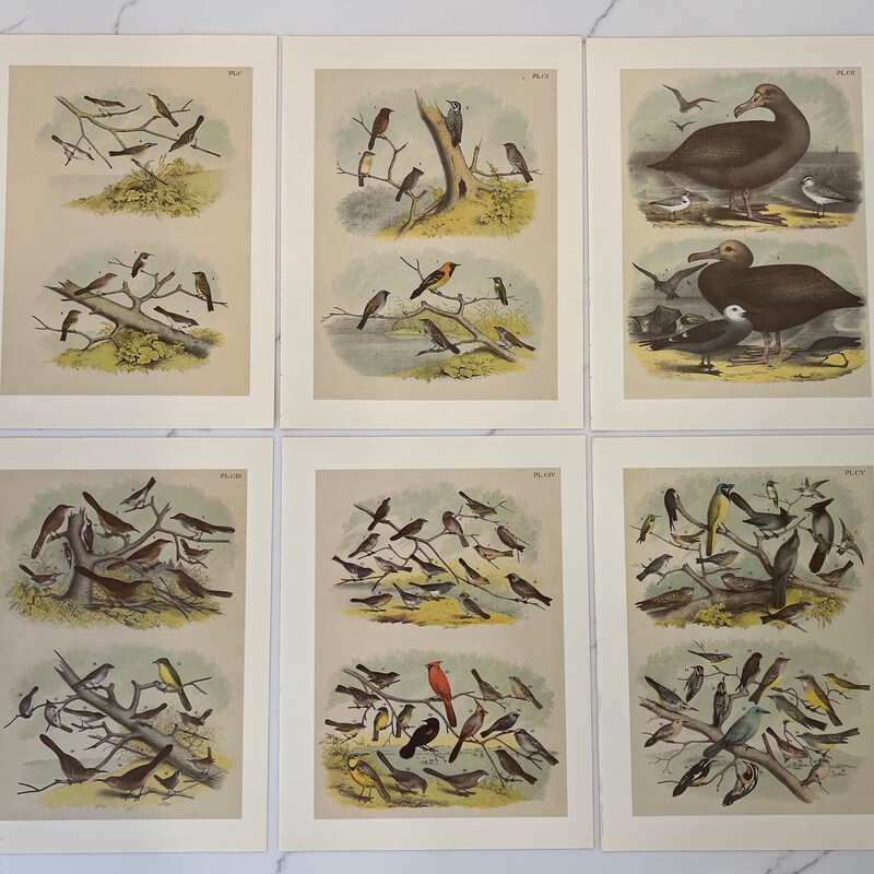 Antique Bird Print - Etsy