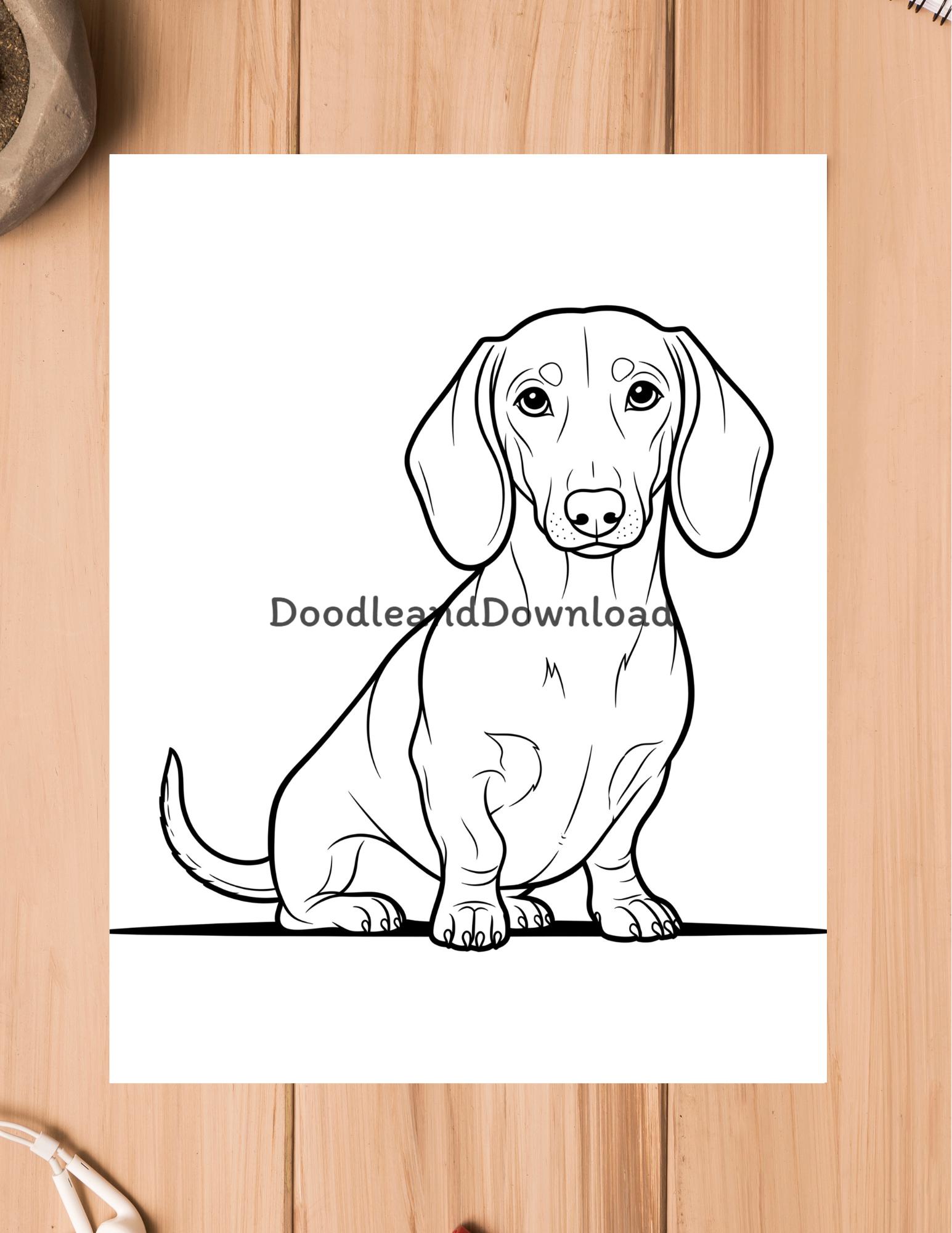 Dachshund Dog Coloring Page Bundle - 10 Printable Pages, Instant ...