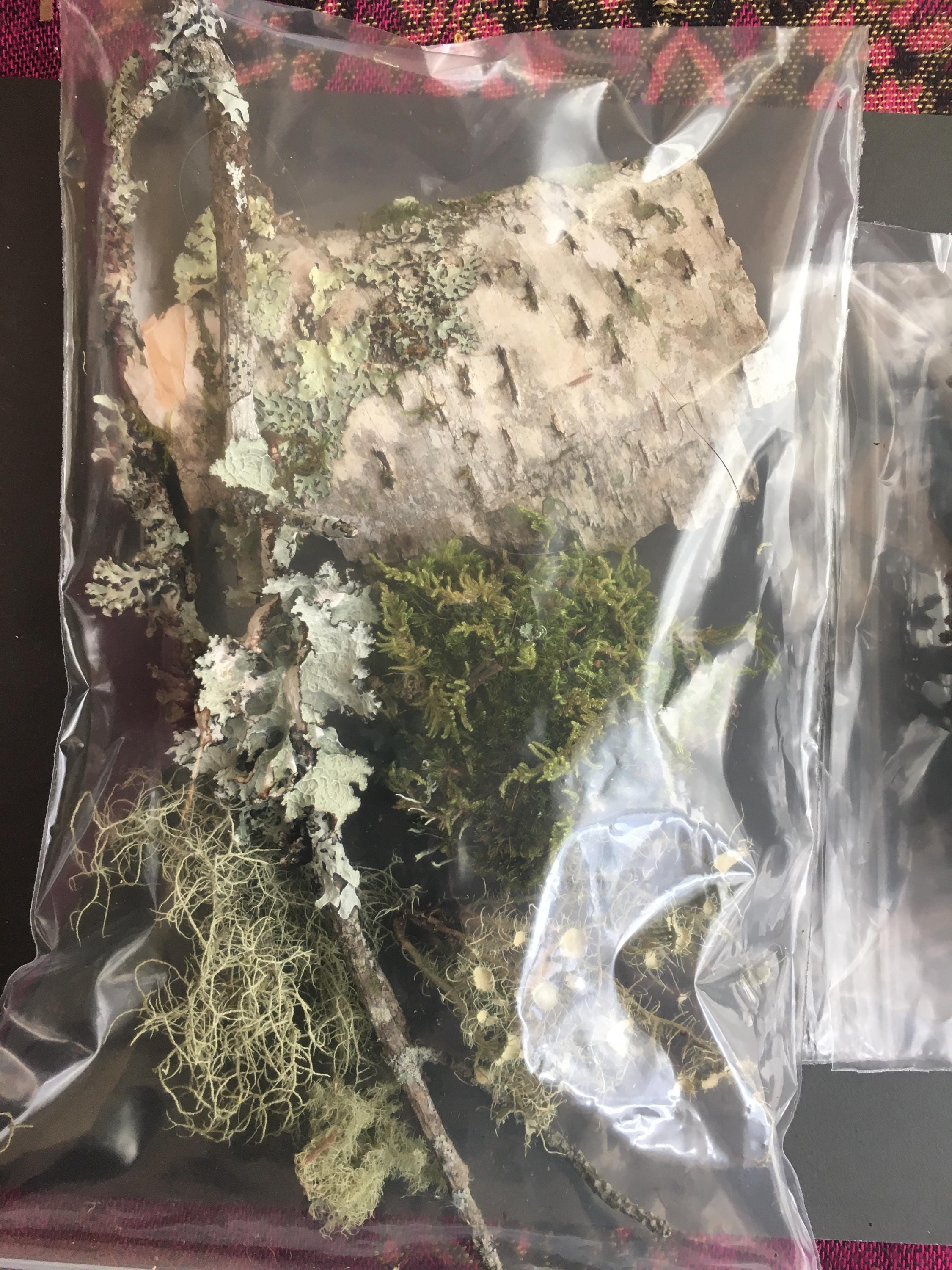 Lichen, Bark & Moss Grab Bag - Etsy