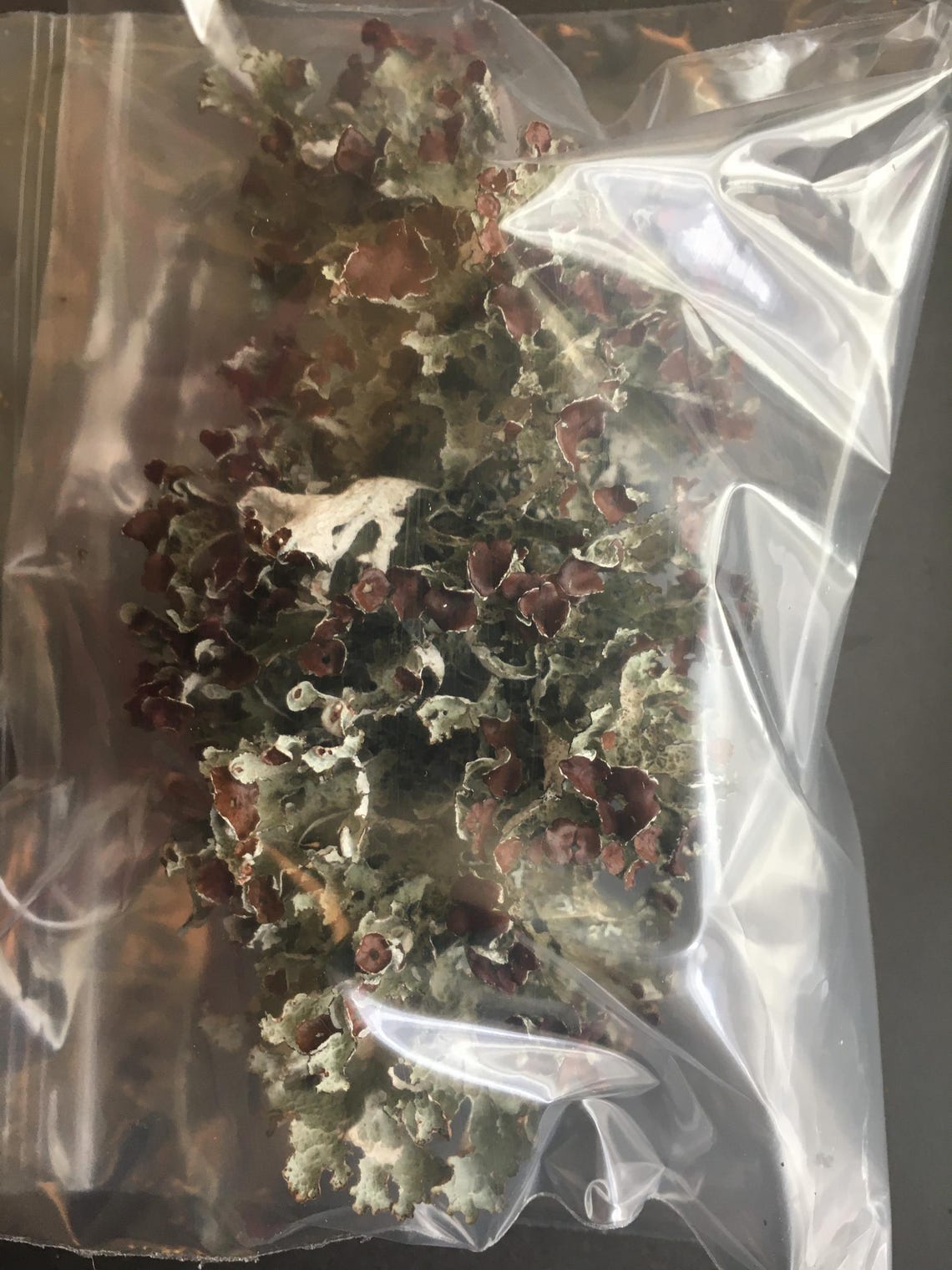 Lichen, Bark & Moss Grab Bag - Etsy