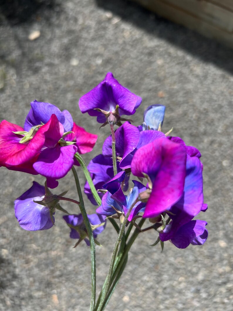 Blue Shift Sweet Pea Seeds - Etsy