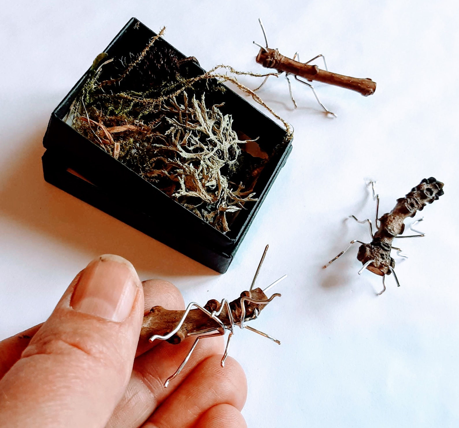 Small Stick Insect in a Box Gift - Etsy