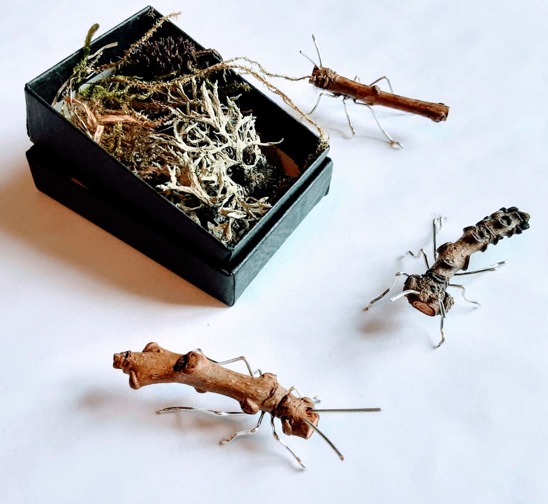 Small Stick Insect in a Box Gift - Etsy