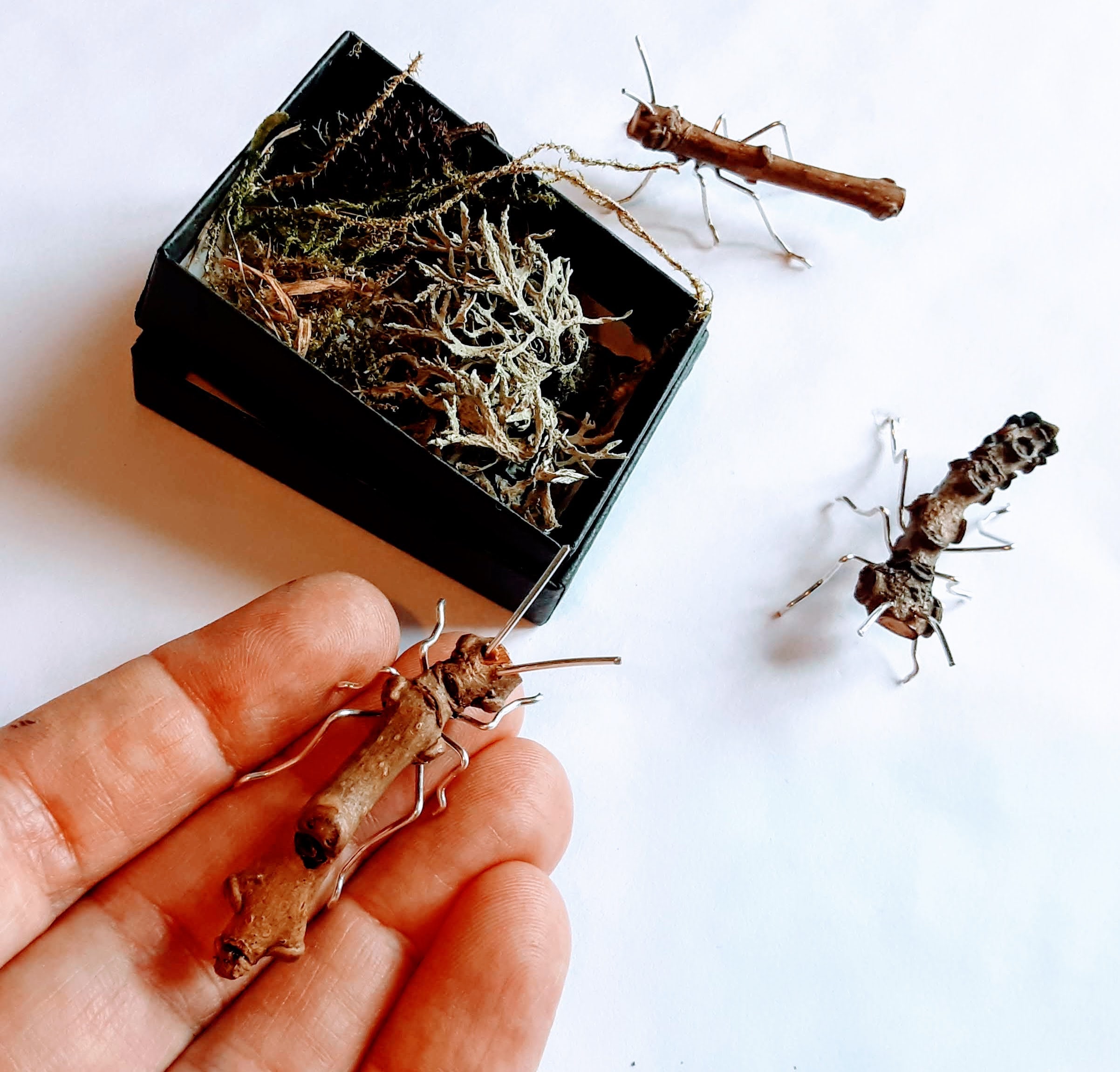 Small Stick Insect in a Box Gift - Etsy UK