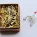 Tiny Scorpion in a Box Miniature Gift - Etsy