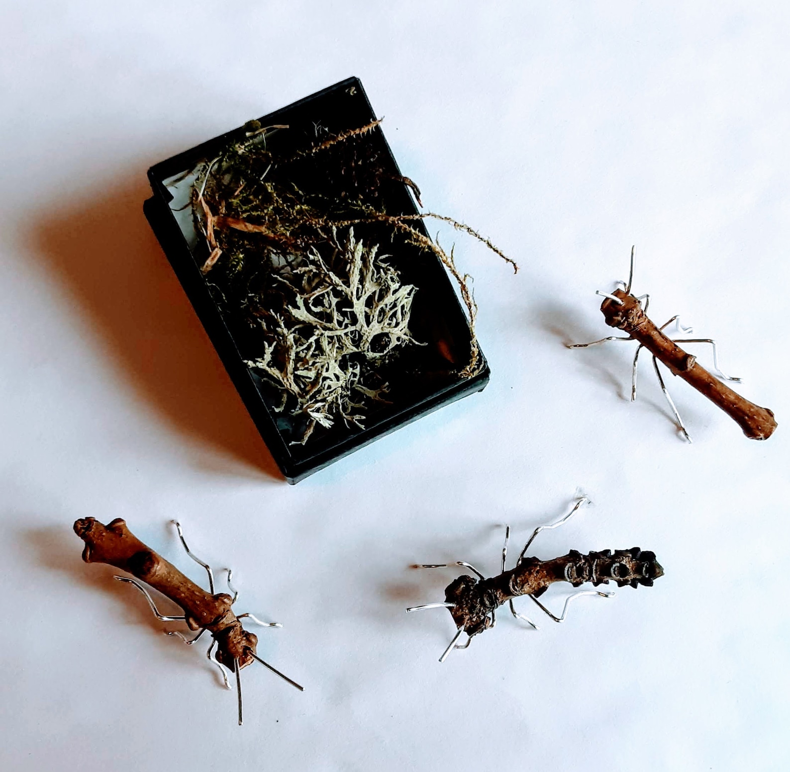 Small Stick Insect in a Box Gift - Etsy