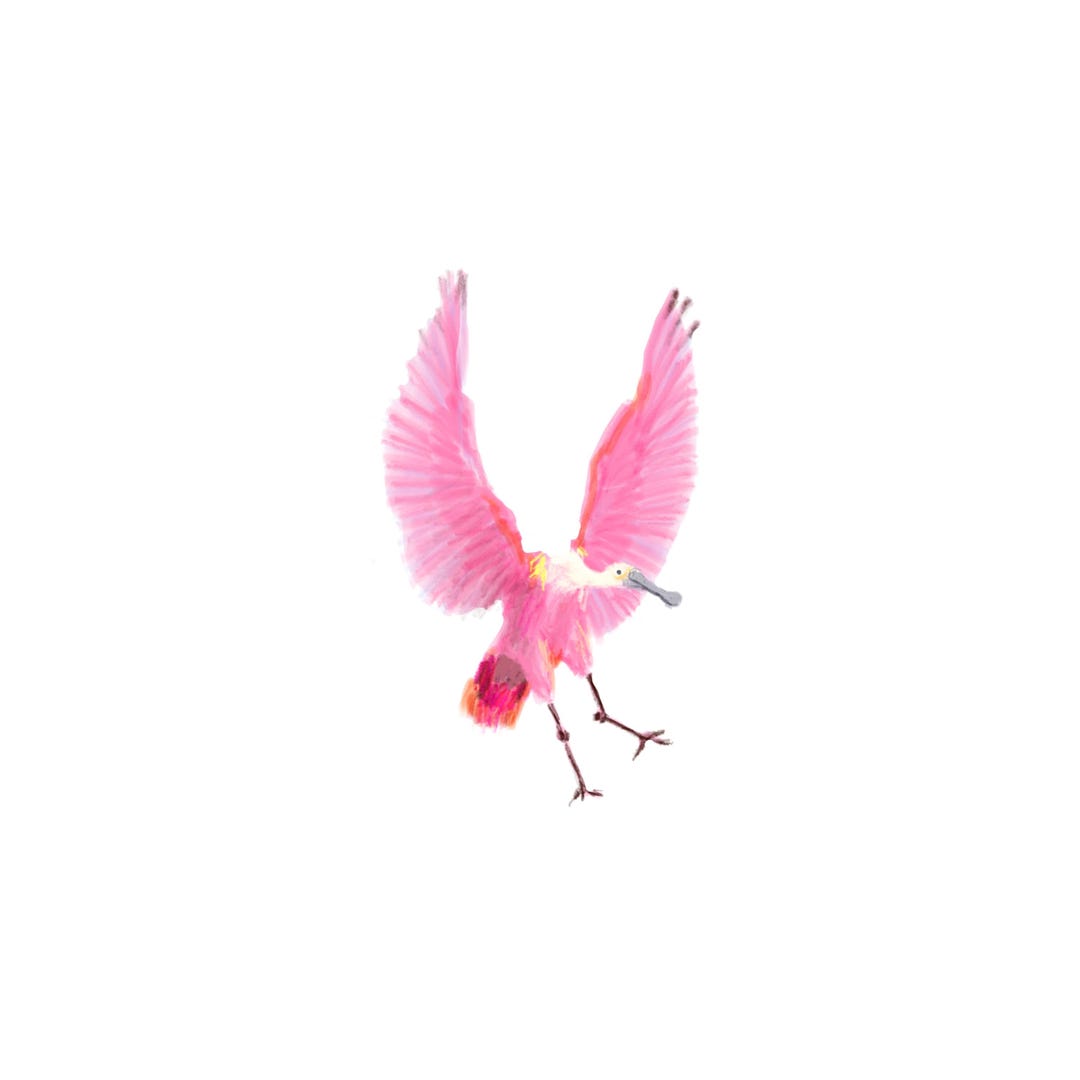 Bird Drawing (spoonbill) - Digital Download, Animal Print, Colourful - Etsy