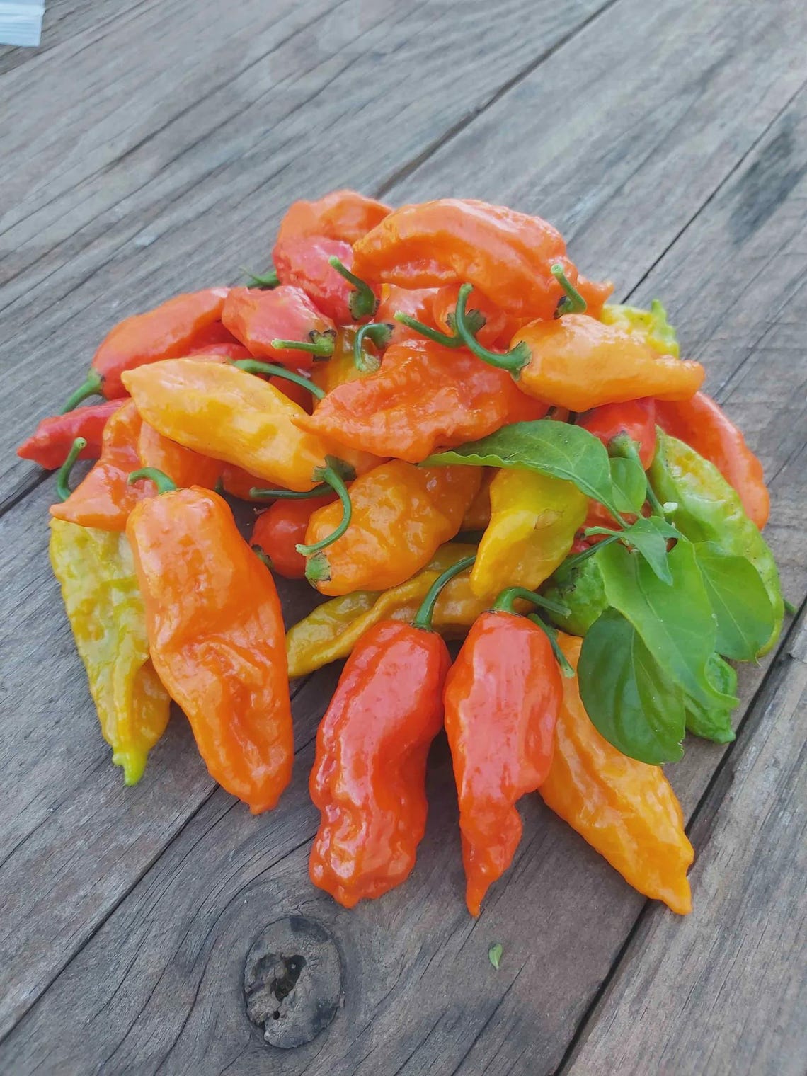 Award-winning Heirloom Ghost Pepper Seeds – High Germination - Etsy