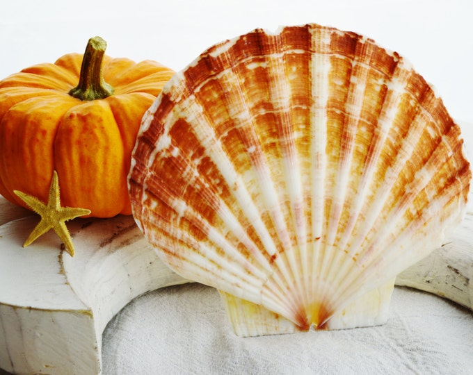 Irish Flat Sea Shell (1 Piece) - Fan Shaped Sea Shell - 4 - 4 1/2 ...