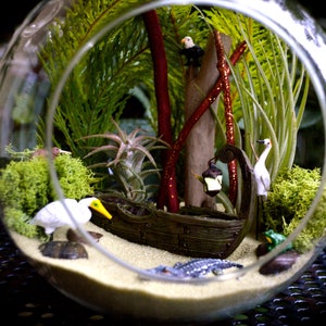 The Swamp Terrarium Kit ~7" Air Plant Terrarium Kit ~ Everglades ...
