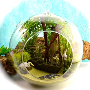The Swamp Terrarium Kit ~7" Air Plant Terrarium Kit ~ Everglades ...