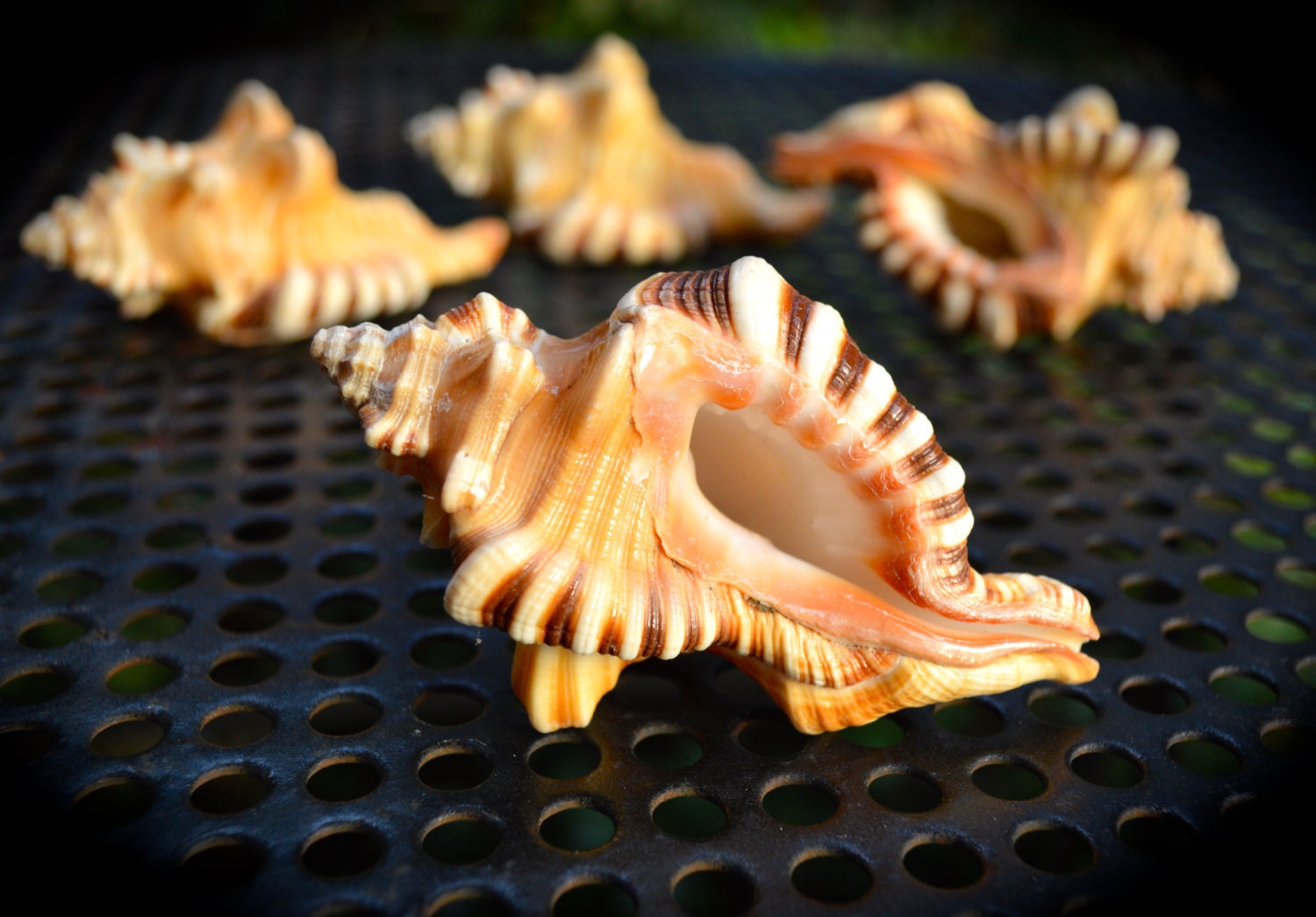 Cymatium Peryii Shell Measures 3 4 Inches 1 piece | Etsy