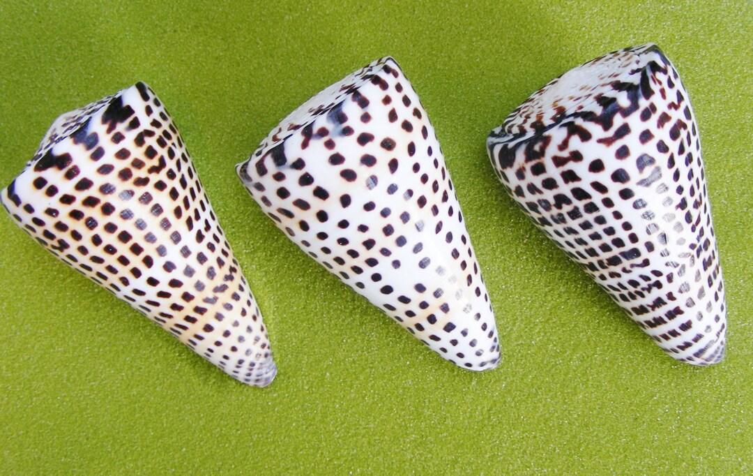 Conus Litteratus Seashell 2.5–3 Inches, Black and White Cone Shell ...