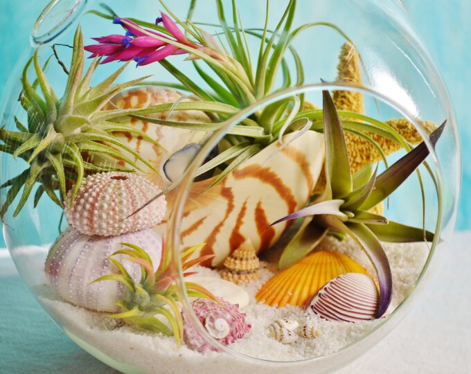 Sunset Beach Terrarium Kit ~ 7" Air Plant Terrarium Kit ~ Coastal ...