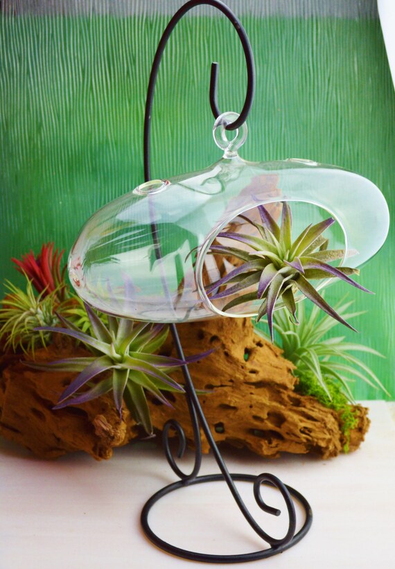 Items similar to Horizontal Glass Terrarium ~ Hanging Glass Orb ~ Orb ...