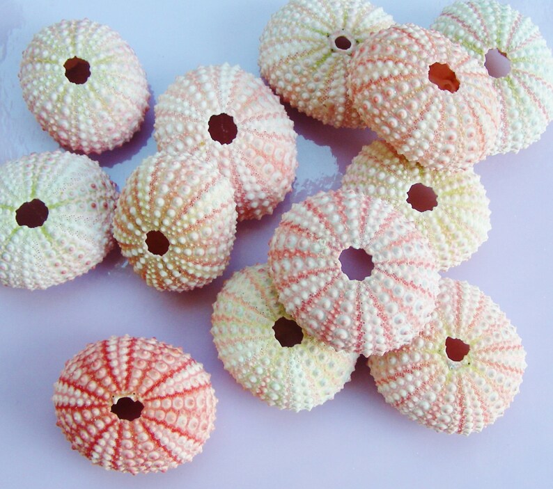 Delicate Natural Baby Pink Sea Urchin (1 Shell) ~ Real Sea Urchin ...