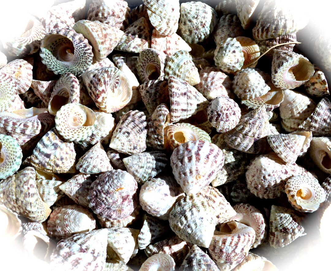 Tectus Fenestratus Sea Shells ~ 5oz Bag or 10 Pieces ~ Crafting, Fairy ...